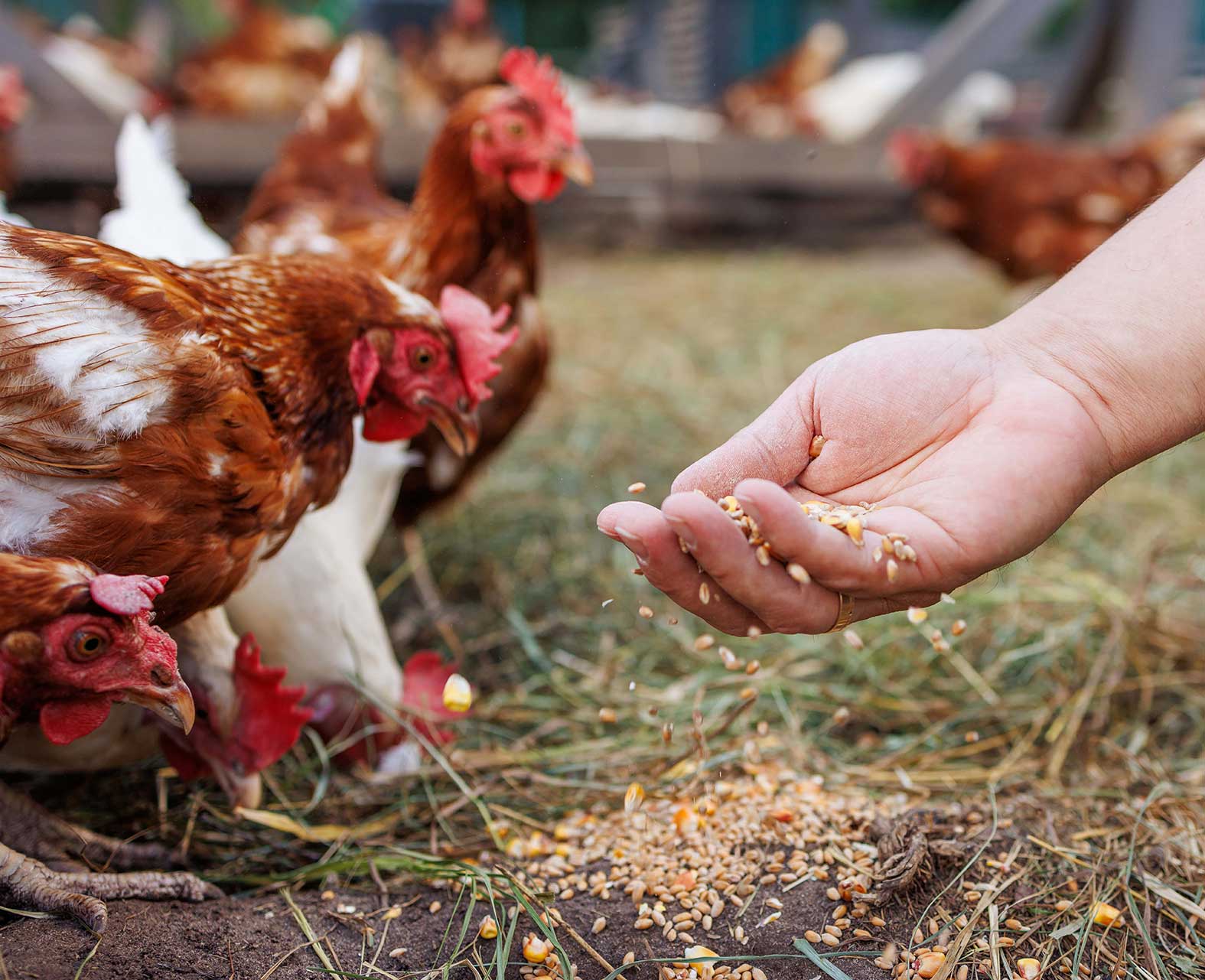 Farm Supply & Animal Feed Store - Durham Farmers' County Co-op
